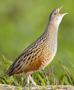 SCP-2337 Explained: The Loudest Sapient Bird in Foundation Custody ...